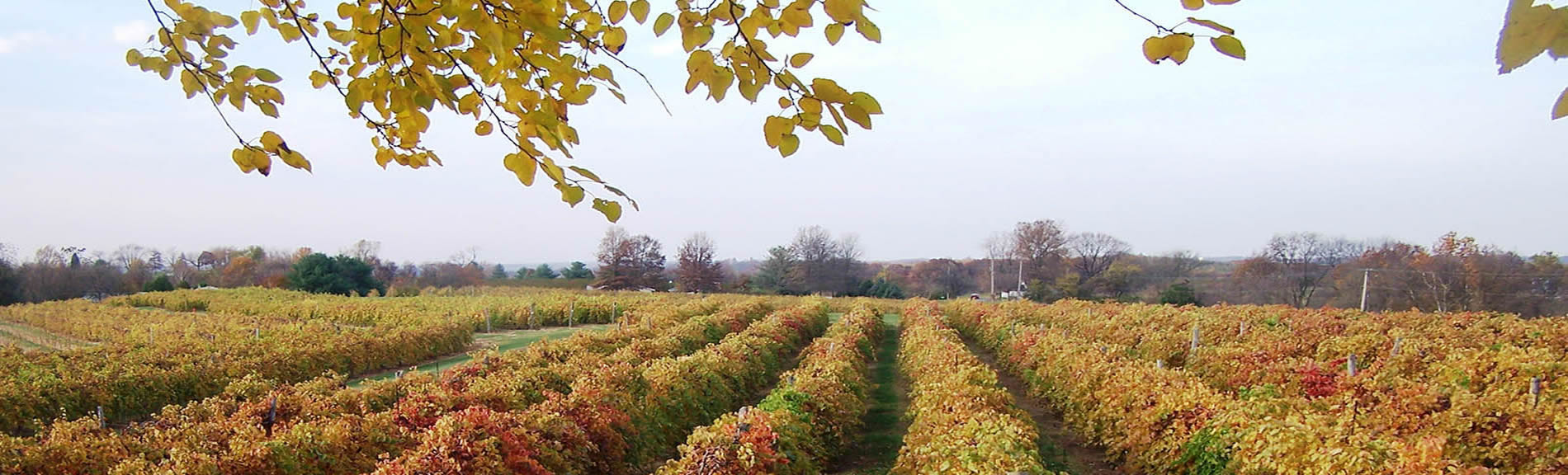 Wine Tasting on Shawnee Hills Wine Trail in Southern IL Makanda Inn